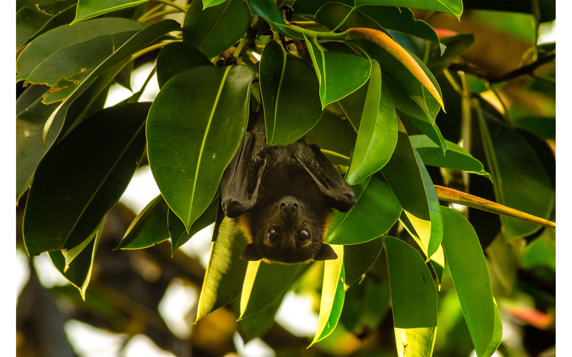 The Nightcap: 22 March | Master of Malt blog