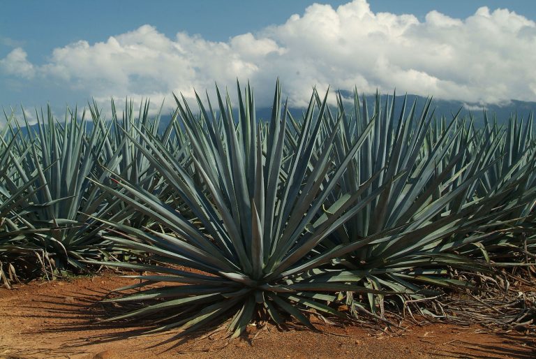 Five things you should know about agave | Master of Malt blog