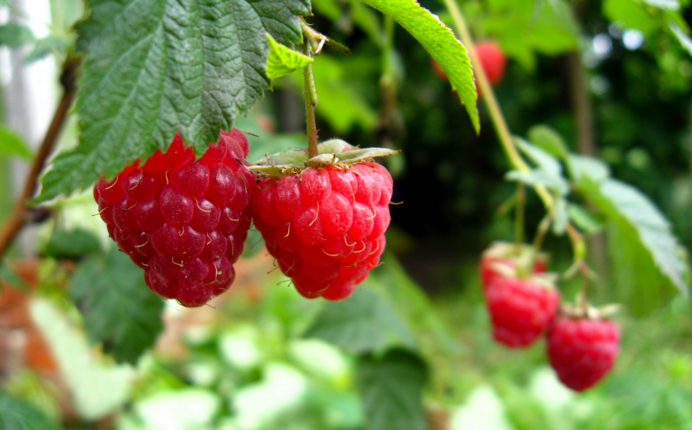 Cocktail of the Week: The Baileys Raspberry Ripple Cooler | Master of ...