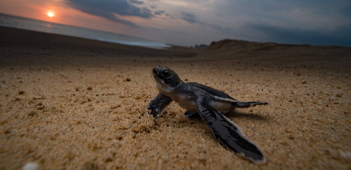 How Sea Turtles and a Son's Dare Led to Lost Year Rum | Master of Malt blog