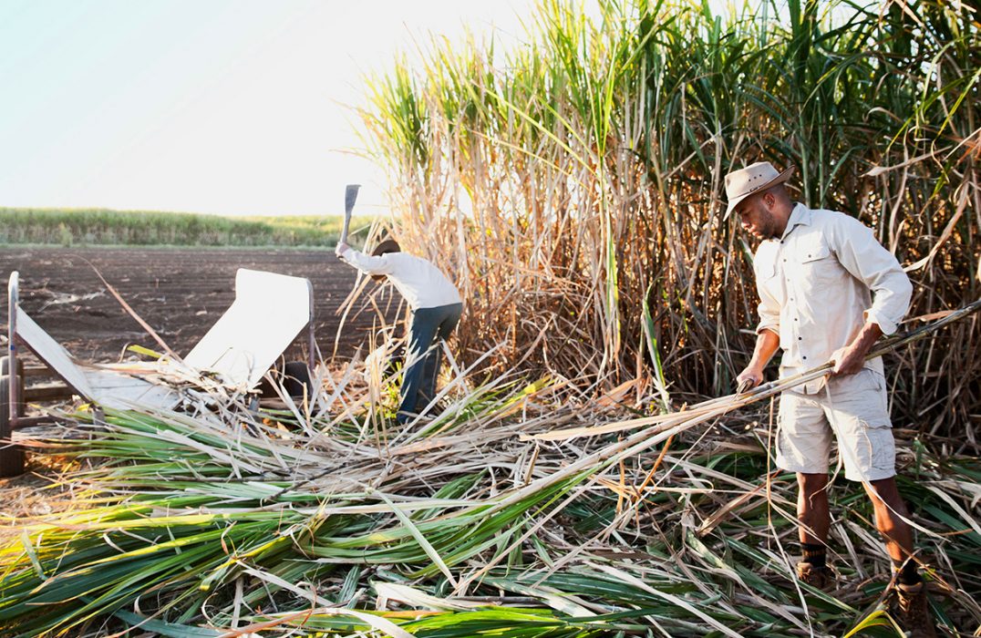 Rhum agricole 101 with Ashera Goonewardene | Master of Malt blog